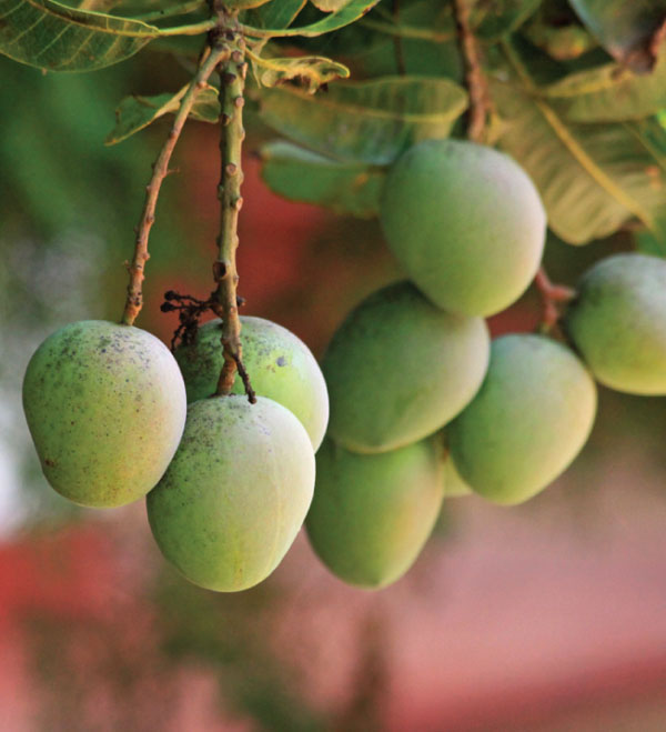 Mangoes Mangoes Everywhere: All you need to know | Pulse
