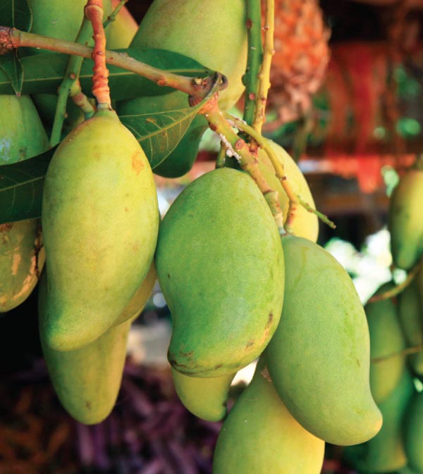 Mangoes Mangoes Everywhere: All you need to know | Pulse